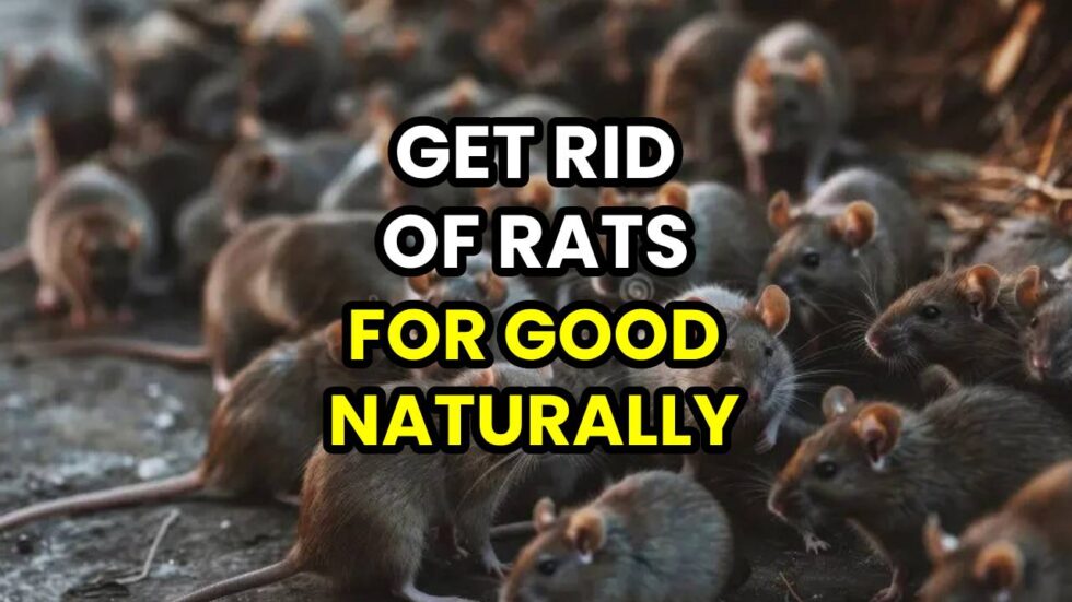 How To Get Rid of Rats PERMANENTLY and NATURALLY